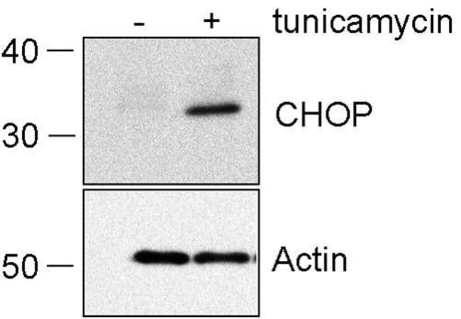 CHOP Monoclonal Antibody (9C8), Invitrogen™ 100 μg; Unconjugated ...