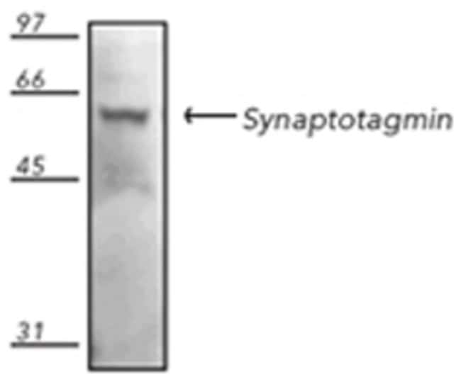 Synaptotagmin 1 Monoclonal Antibody (ASV48), Invitrogen 100 μg ...