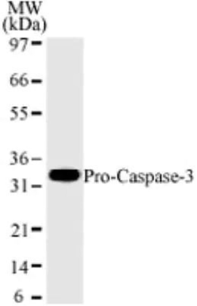 Invitrogen pro-Caspase 3 Monoclonal Antibody (31A893) 100 μg ...