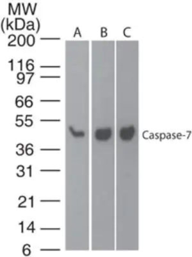Invitrogen Caspase 7 Monoclonal Antibody (25B881.1) 100 μg; Unconjugated:Antibodies, | Fisher ...