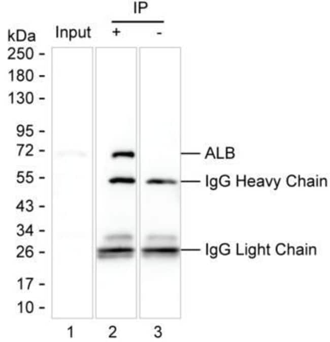 Invitrogen Human Serum Albumin Monoclonal Antibody (KT11) 100 μg ...