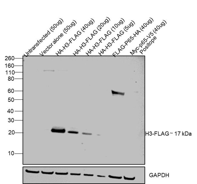 DYKDDDDK Tag Monoclonal Antibody (FG4R), DyLight 488, Invitrogen 50 μL ...