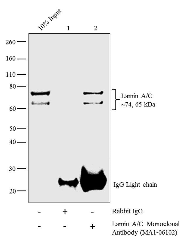 Lamin A/C Monoclonal Antibody (131C3), Invitrogen 100 μg; Unconjugated ...