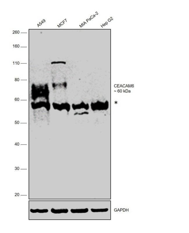 CEACAM6 Monoclonal Antibody (9A6), Invitrogen™ 100 μg; Unconjugated ...