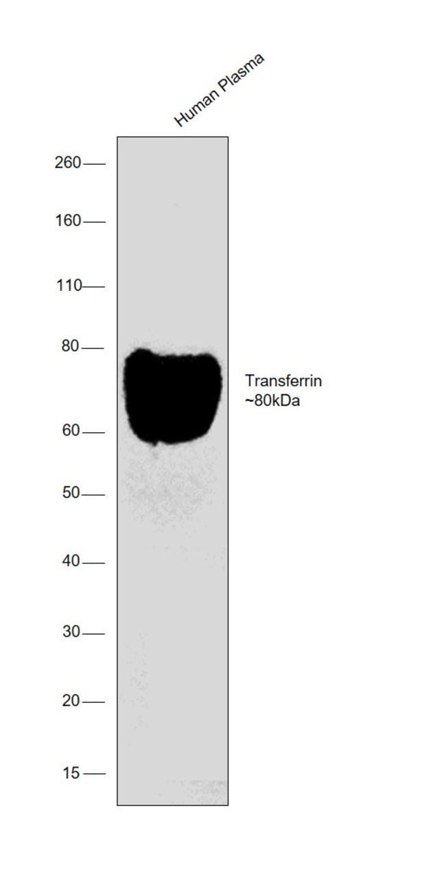 Transferrin Monoclonal Antibody (HTF-14), Invitrogen 100 μg ...