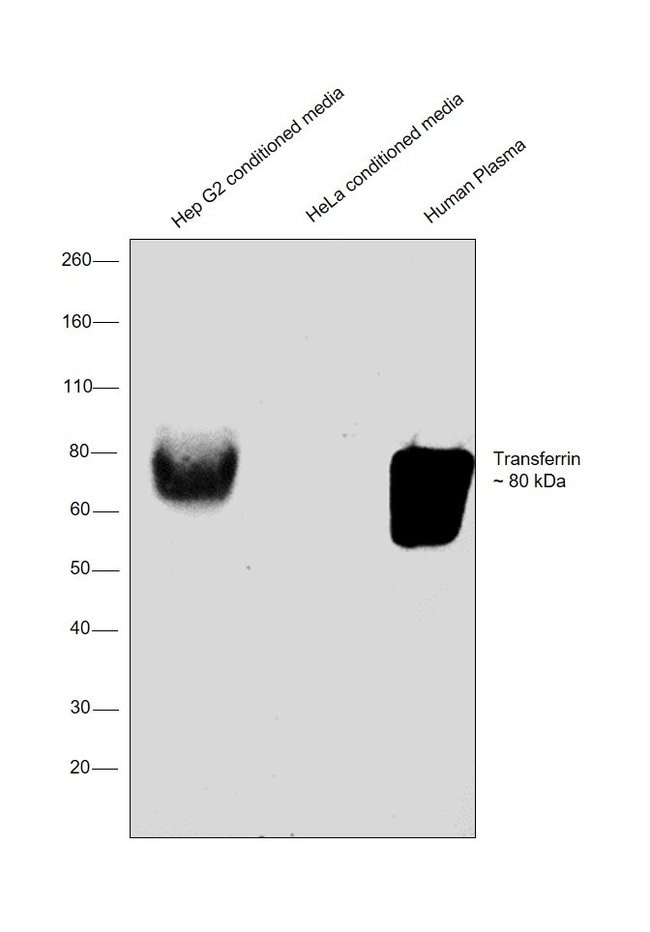 Transferrin Monoclonal Antibody (12A6), Invitrogen 100 μg; Unconjugated:Anticuerpos | Fisher ...