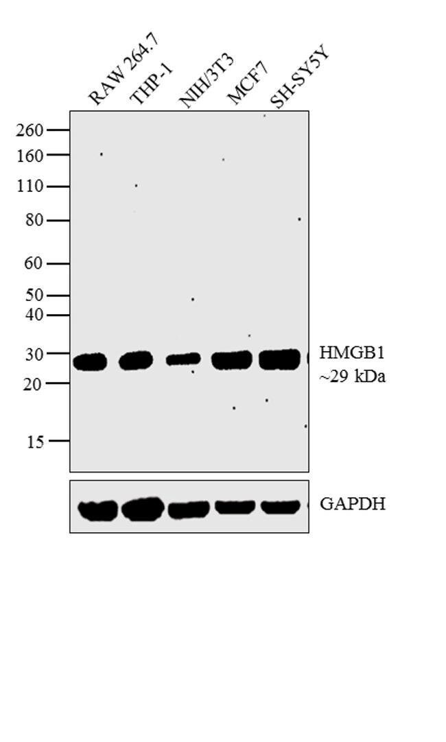 Invitrogen HMGB1 Monoclonal Antibody (HAP46.5) 100 μL; Unconjugated ...