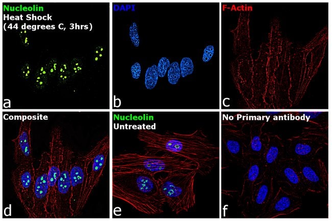 Nucleolin Monoclonal Antibody (4E2), Invitrogen 50 μg; Unconjugated ...