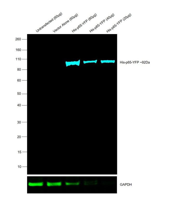 Invitrogen 6x-His Tag Monoclonal Antibody (HIS.H8), Alexa Fluor 488 50 ...