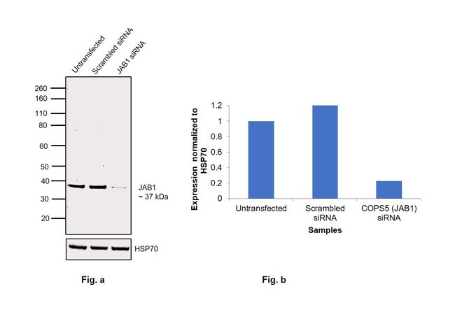 Invitrogen JAB1 Monoclonal Antibody (6C3.38), Invitrogen™ 100 μg ...