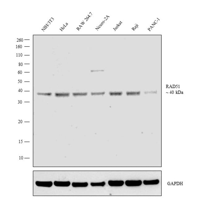 RAD51 Monoclonal Antibody (14B4), Invitrogen 100 μL; Unconjugated:Antibodies, | Fisher Scientific