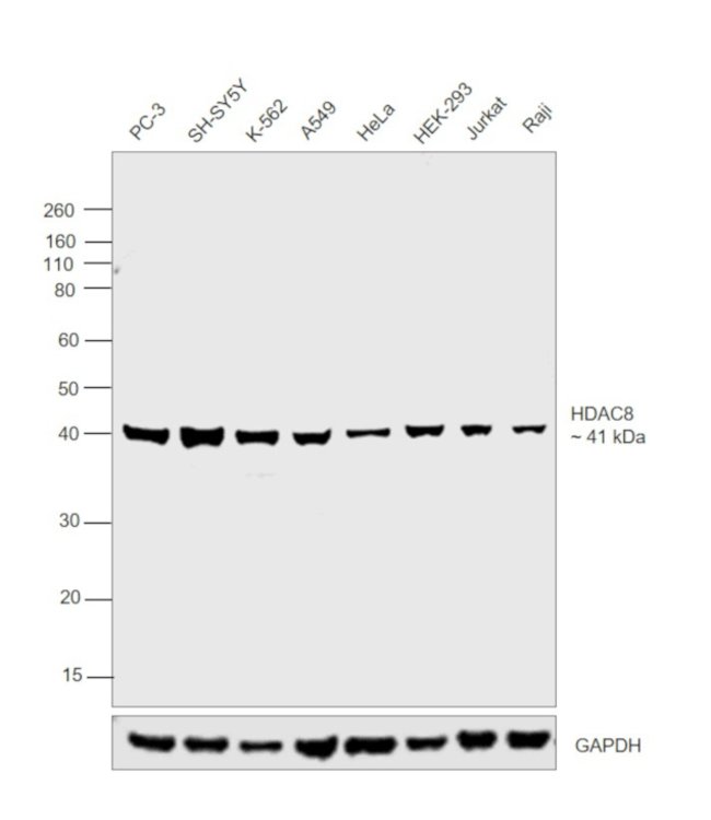 HDAC8 Monoclonal Antibody (HDAC8-48), Invitrogen 50 μL; Unconjugated ...