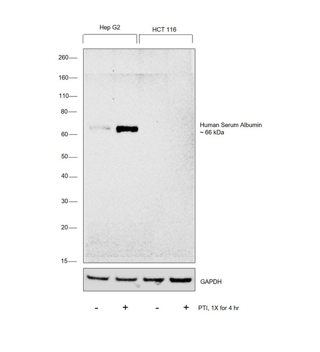 Invitrogen Human Serum Albumin Monoclonal Antibody (KT11) 100 μL ...