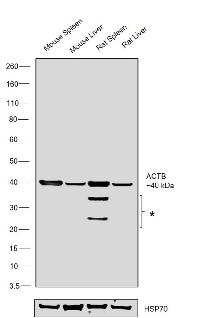 Actin Monoclonal Antibody (mAbGEa), Invitrogen 100 μL; Unconjugated:Antibodies, | Fisher Scientific