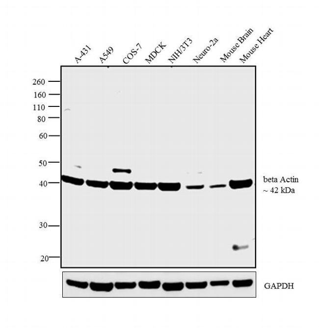 Invitrogen F-actin Monoclonal Antibody (NH3), Invitrogen™ 500 μg; Unconjugated Primary ...