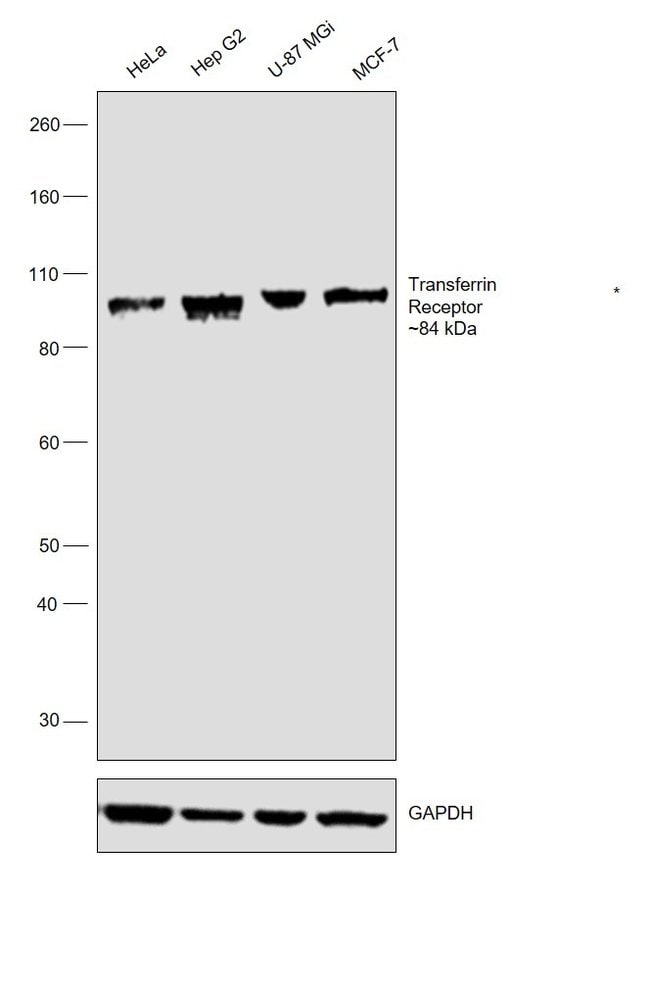 Transferrin Receptor Monoclonal Antibody (MRC OX-26), Invitrogen 500 μg ...