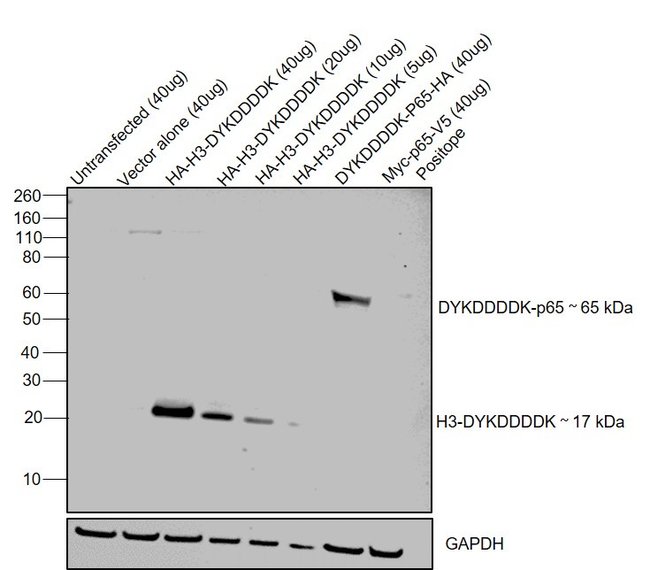 DYKDDDDK Tag Monoclonal Antibody (FG4R), DyLight 488, Invitrogen 50 μL ...