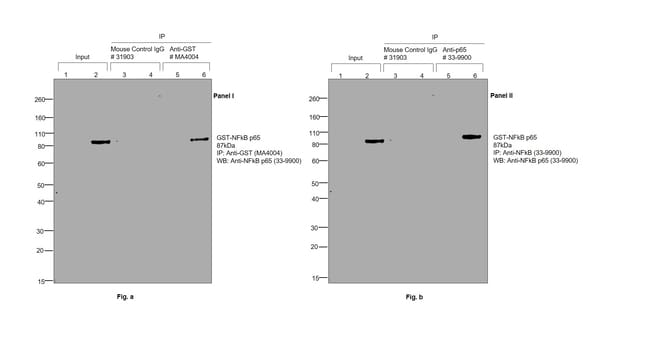 GST Tag Monoclonal Antibody (8-326):Antibodies, Monoclonal | Fisher ...