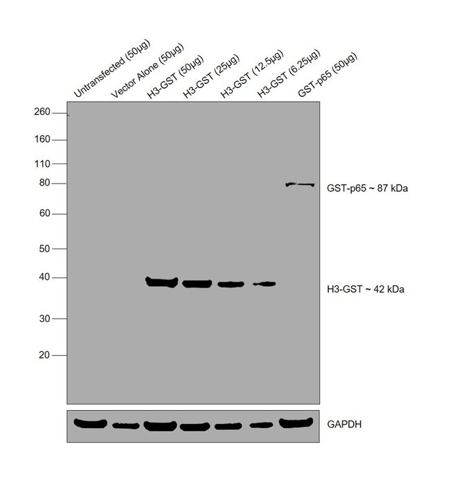 GST Tag Monoclonal Antibody (8-326), Invitrogen 1 mg; Unconjugated ...