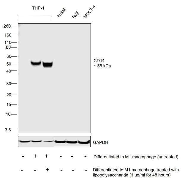 Invitrogen CD14 Monoclonal Antibody (5A3) 100 μL; Unconjugated ...