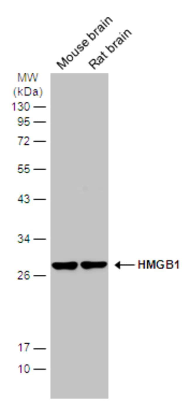 HMGB1 Monoclonal Antibody (GT383), Invitrogen 100 μL; Unconjugated ...