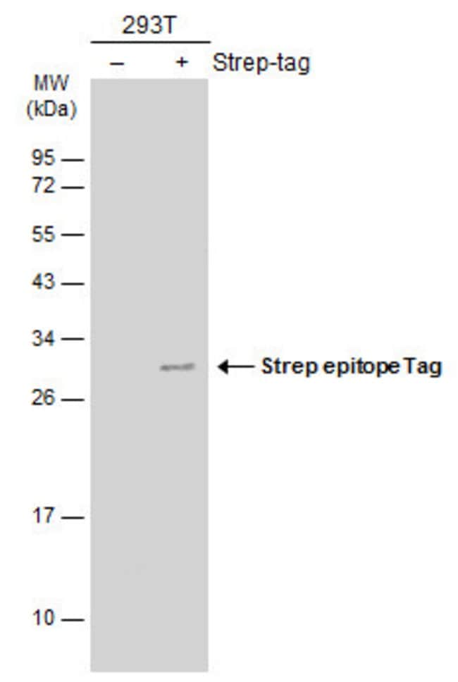 Invitrogen Strep Tag Monoclonal Antibody (GT661) 100 μL; Unconjugated ...