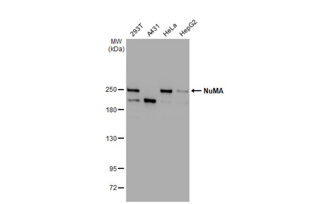 Invitrogen NuMA Monoclonal Antibody (GT3611) 100 μL; Unconjugated:Antikroppar | Fisher Scientific