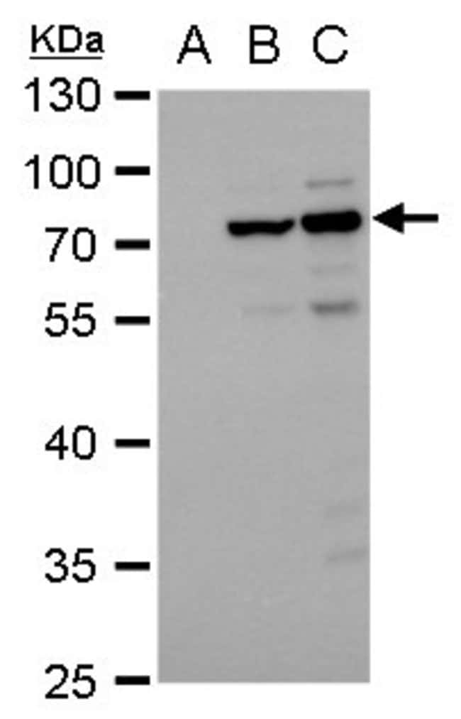 Invitrogen Dengue Virus Type 2 NS3 Monoclonal Antibody (GT2811) 100 μL ...