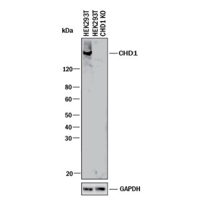 CHD1 Monoclonal Antibody (677616), Invitrogen 100 μg; Unconjugated ...