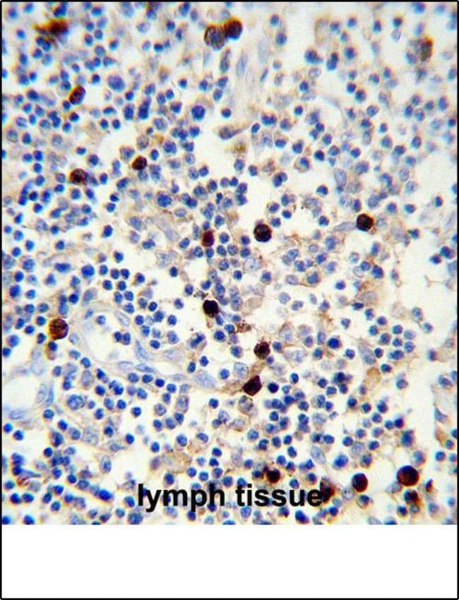 Invitrogen Lambda light chain Monoclonal Antibody (HP6054) 400 μL ...
