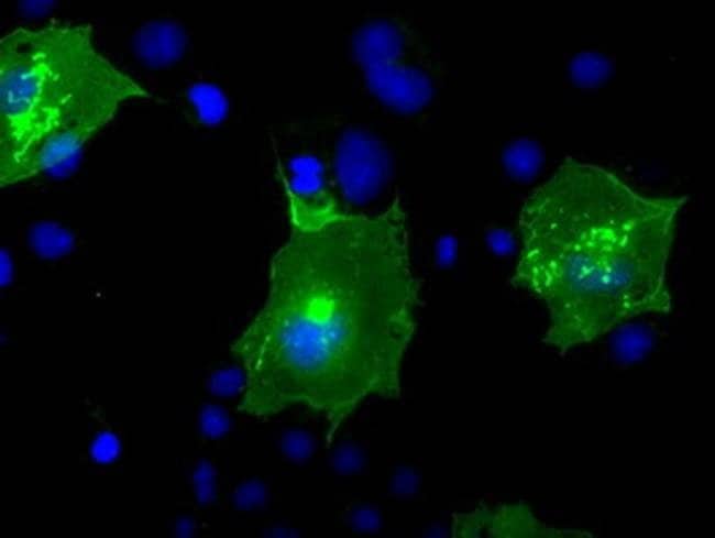 Invitrogen BTN3A2 Monoclonal Antibody (OTI1A6) 100 μL | Buy Online ...