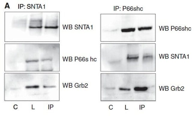 Invitrogen SHC Monoclonal Antibody (OTI3A1) 100 μL; Unconjugated ...