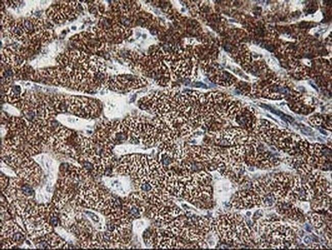 Invitrogen GATM Monoclonal Antibody (OTI1C9) 100 μL; Unconjugated ...