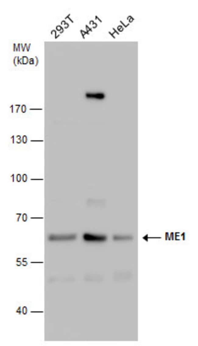 Invitrogen ME1 Monoclonal Antibody (GT736) 100 μL; Unconjugated ...