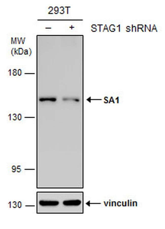 STAG1 Monoclonal Antibody (GT8810), Invitrogen™ 100 μL; Unconjugated ...