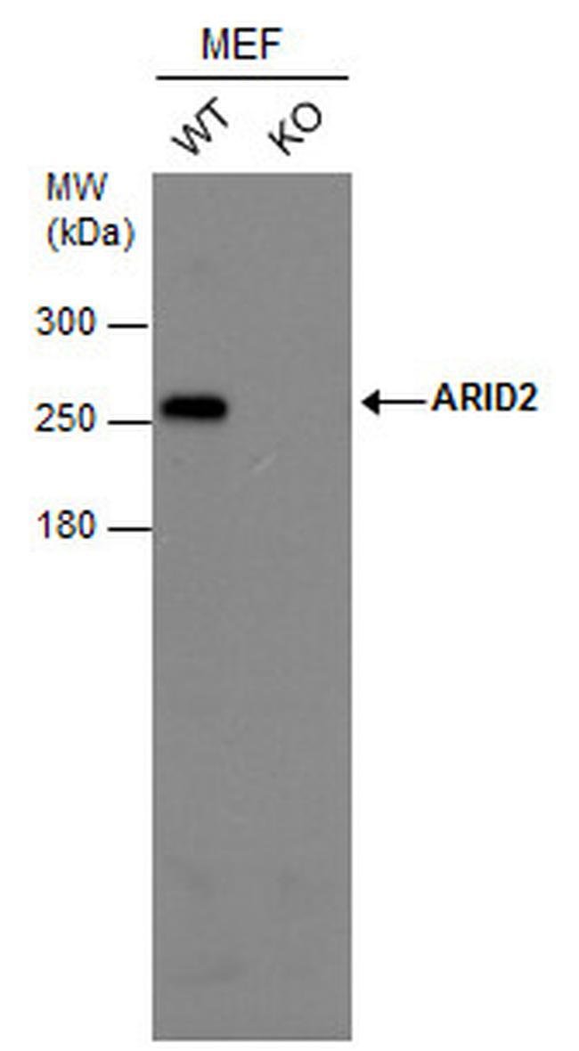 ARID2 Monoclonal Antibody (GT7311), Invitrogen™ 100 μL; Unconjugated ...