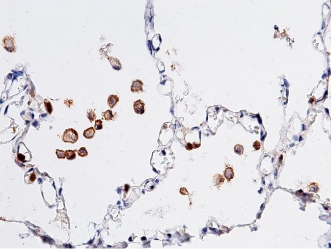 CD16 Mouse anti-Human, Clone: 7, Invitrogen 100 μL; Unconjugated ...