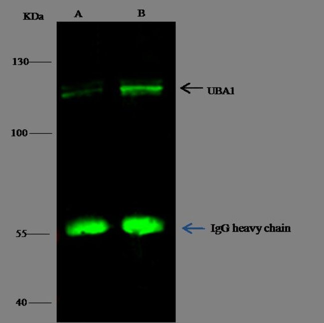 UBE1 Monoclonal Antibody (05), Invitrogen 100 μL; Unconjugated ...