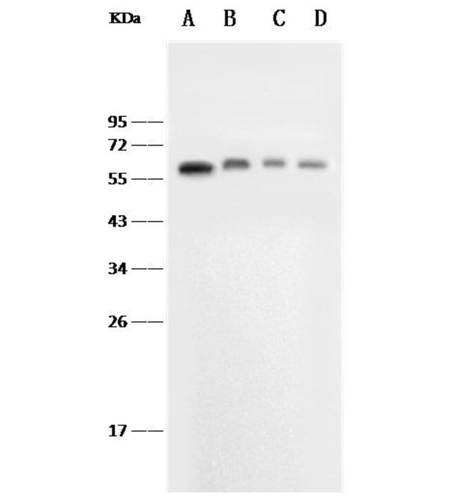 Invitrogen E-selectin Recombinant Rabbit Monoclonal Antibody (015) 100 | Fisher Scientific
