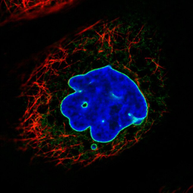 Invitrogen Emerin Monoclonal Antibody (CL0203) 100 μL; Unconjugated ...