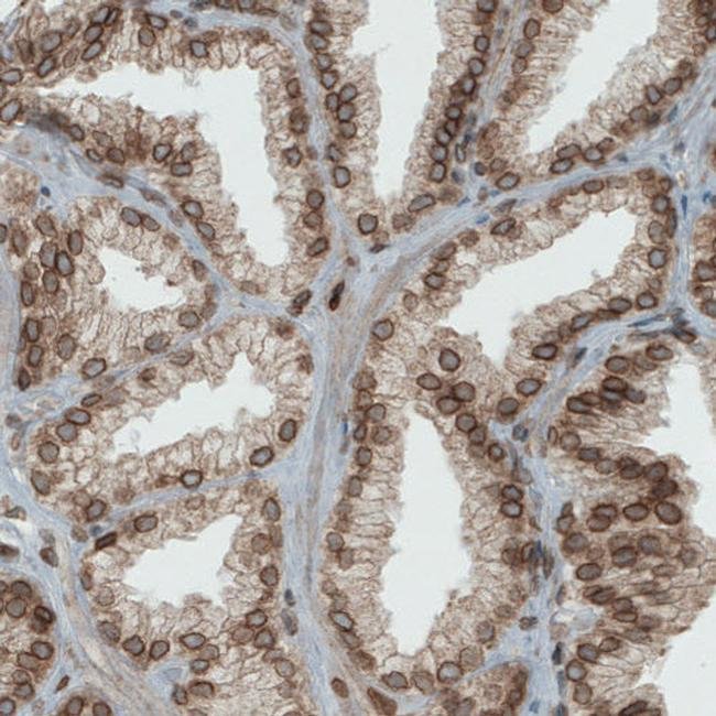 Emerin Monoclonal Antibody (CL0203), Invitrogen 100 μL; Unconjugated ...