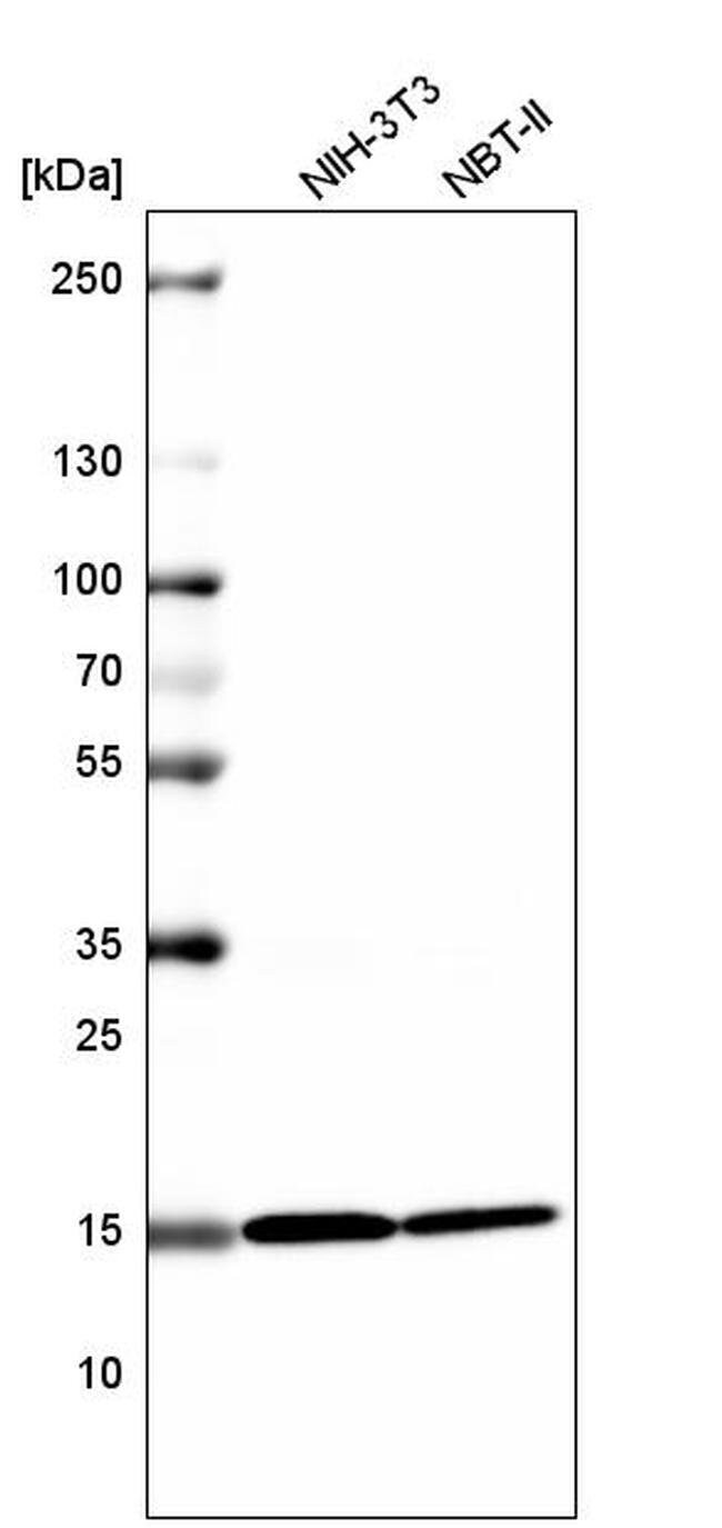 Histone H2B Monoclonal Antibody (CL5048), Invitrogen 100 μL ...
