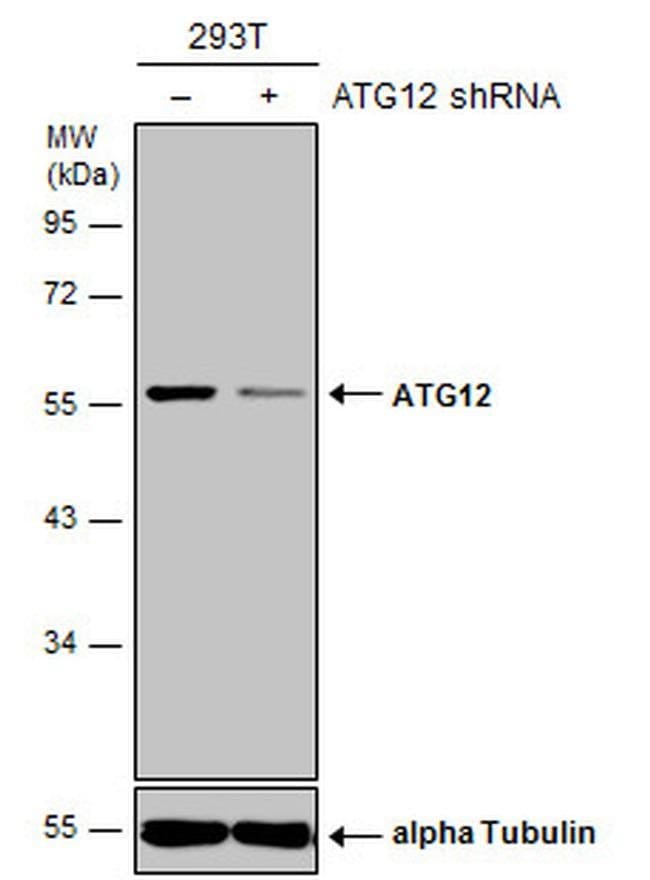 ATG12 Monoclonal Antibody (GT948), Invitrogen 100 μL; Unconjugated:Antibodies, | Fisher Scientific