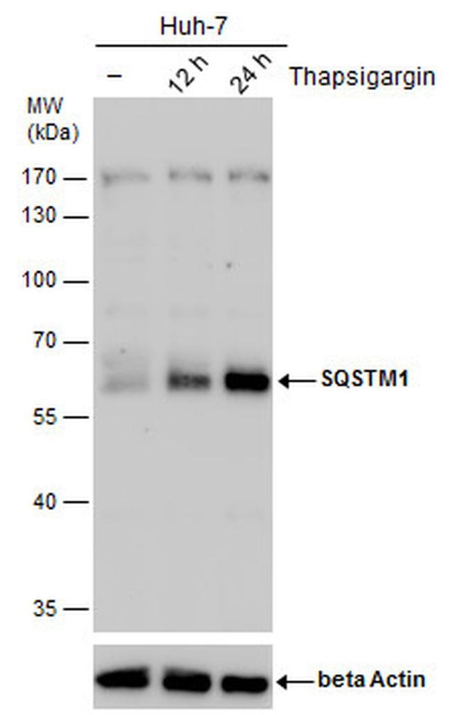 SQSTM1 Monoclonal Antibody (GT239), Invitrogen 100 μL; Unconjugated ...