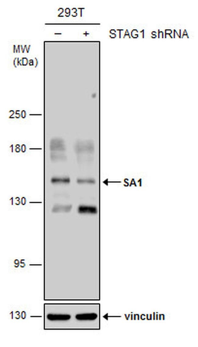 STAG1 Monoclonal Antibody (GT1515), Invitrogen 100 μL; Unconjugated ...