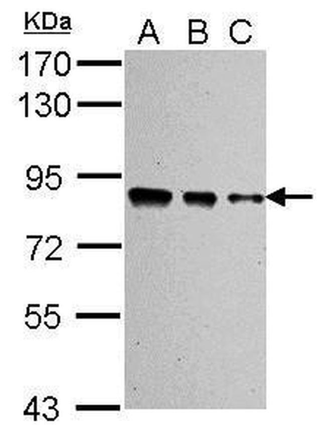 Ku80 Monoclonal Antibody (149.8), Invitrogen 100 μL; Unconjugated ...