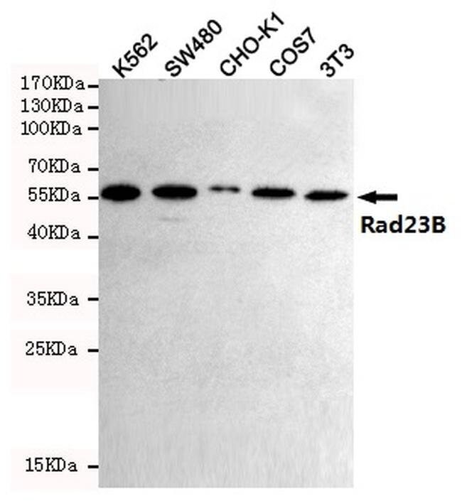 RAD23B Monoclonal Antibody (5H1), Invitrogen 100 μL; Unconjugated ...