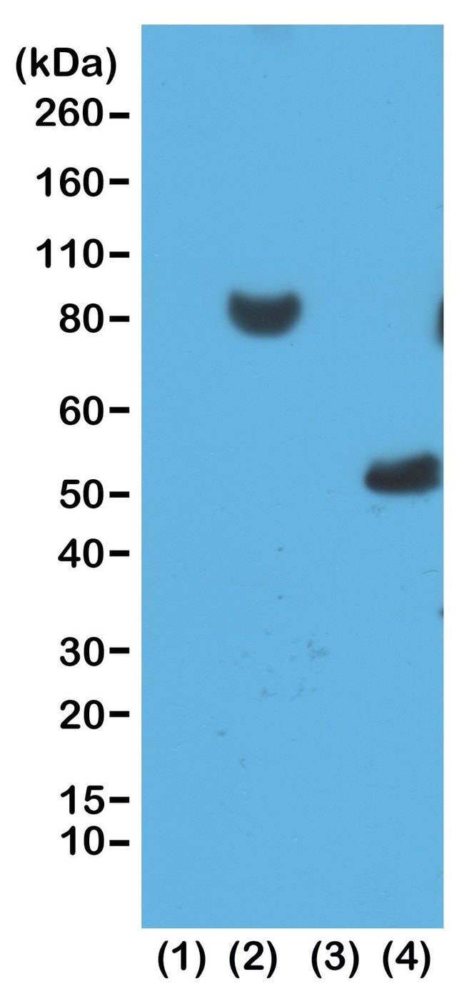 6x-His Tag Recombinant Rabbit Monoclonal Antibody (RM146), Invitrogen ...
