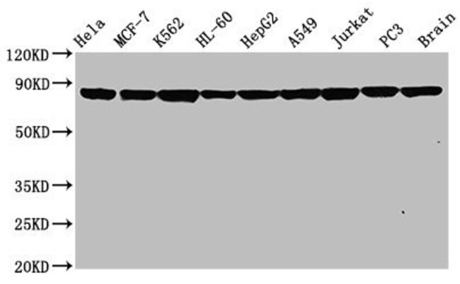 HSP90 alpha Recombinant Rabbit Monoclonal Antibody (4B5), Invitrogen ...