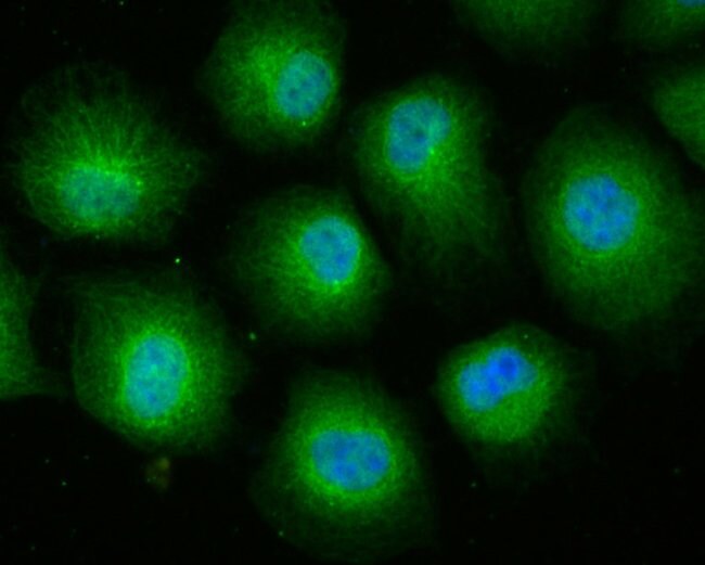 Cullin 4A Rabbit anti-Human, Unconjugated, Clone: JU07-33, Invitrogen ...